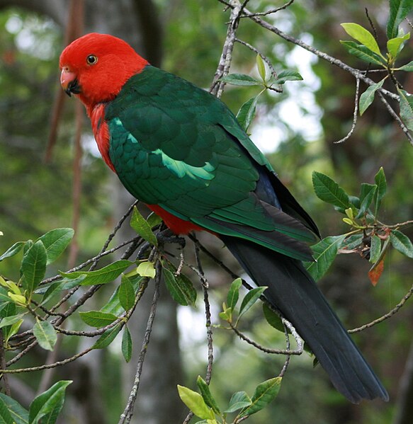 AUSTRALIAN PARROTS AND THEIR ADAPTATION TO HABITAT CHANGE - REAL IELTS